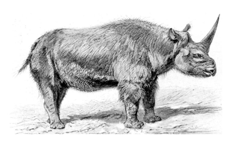 When the last "Siberian unicorn" lived on earth is revealed through a ...