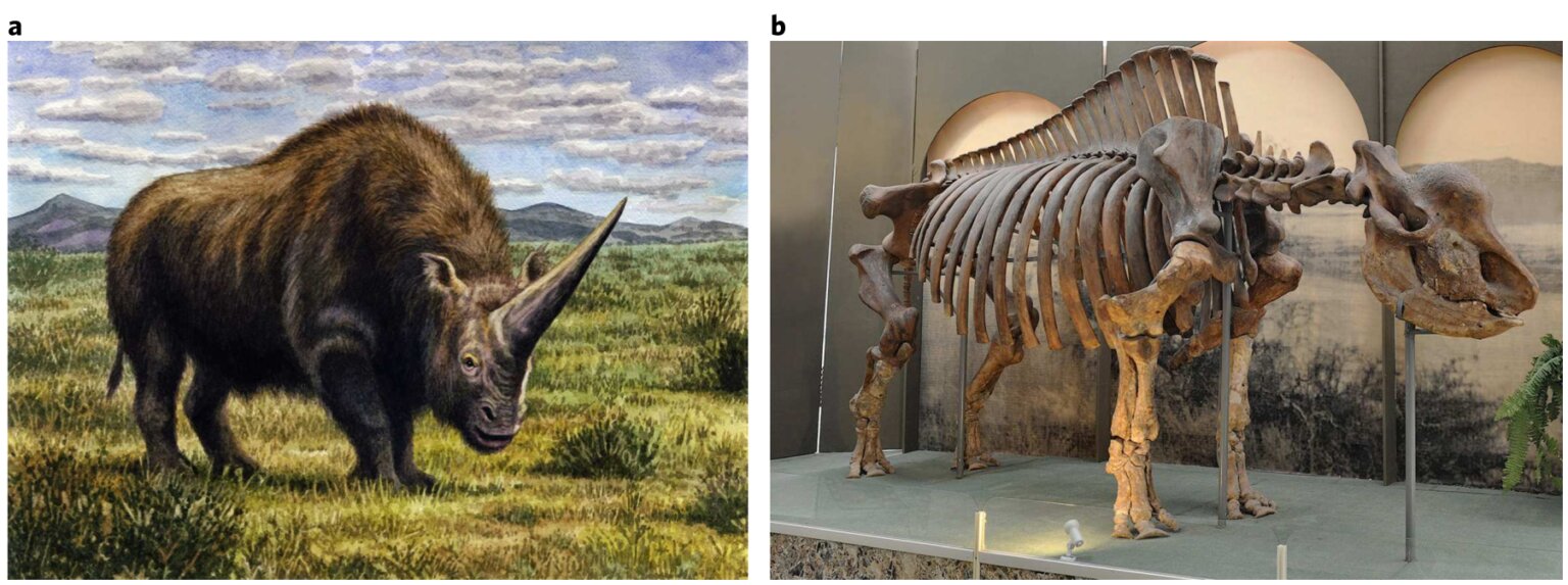 When the last "Siberian unicorn" lived on earth is revealed through a ...
