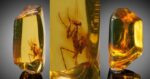 30 Million-Year-Old Praying Mantis Perfectly Preserved In A Piece Of ...