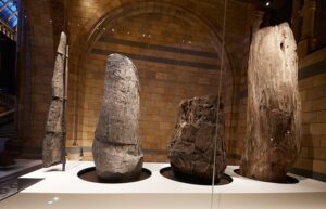 Exploring the History of a 330-Million-Year-Old Fossil Tree ...