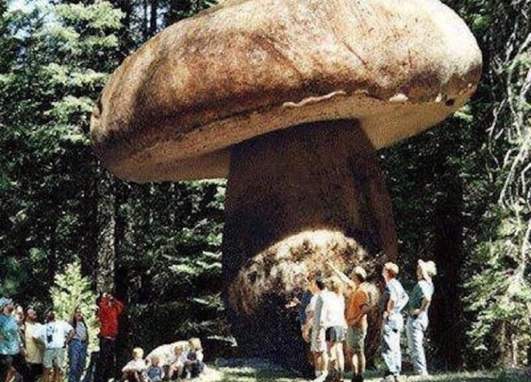 Discover The 2,400-year-old Honey Mushroom Is The World's Largest ...